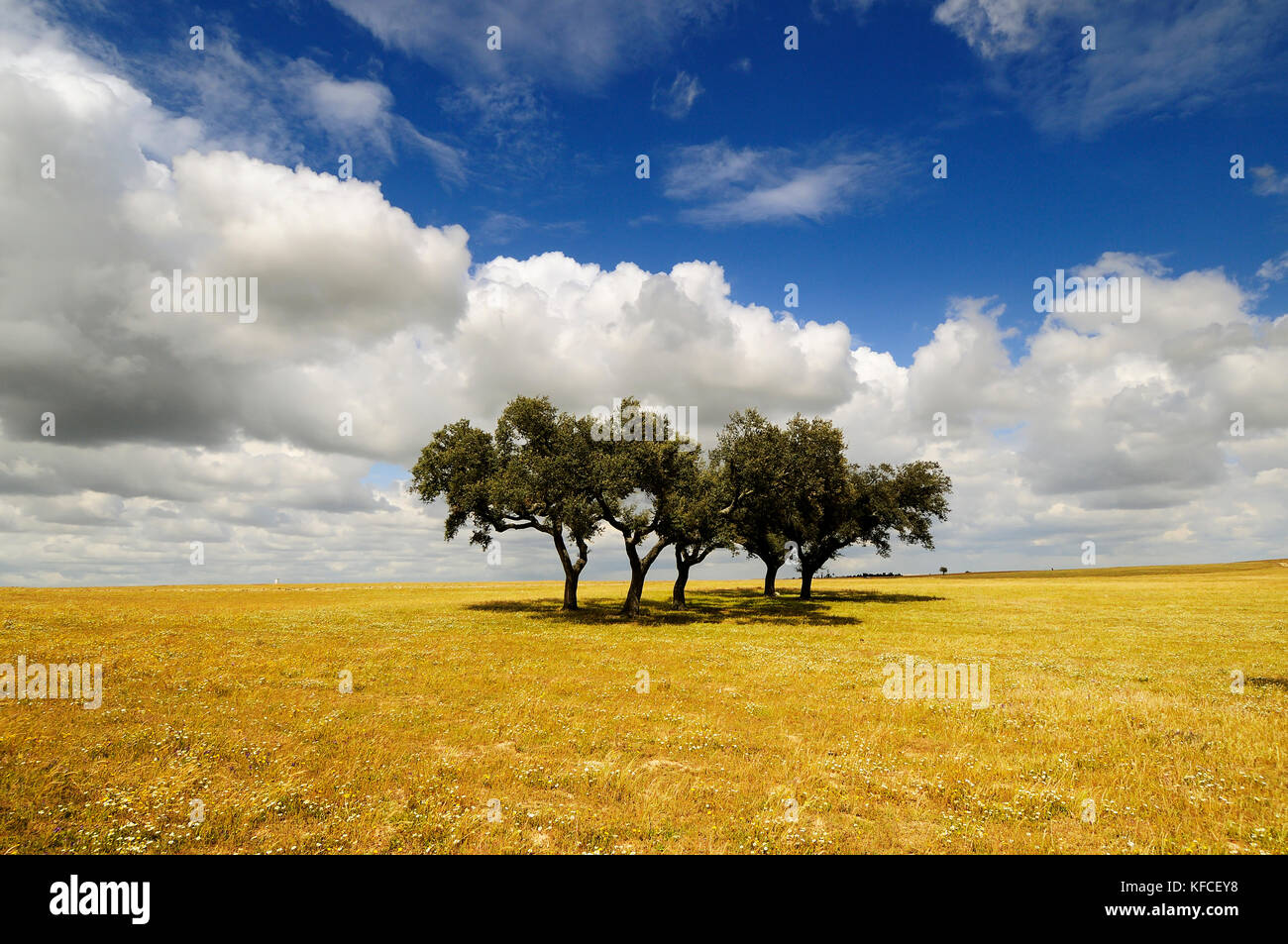 The vast plains of Alentejo with cork trees. Portugal is the world's ...