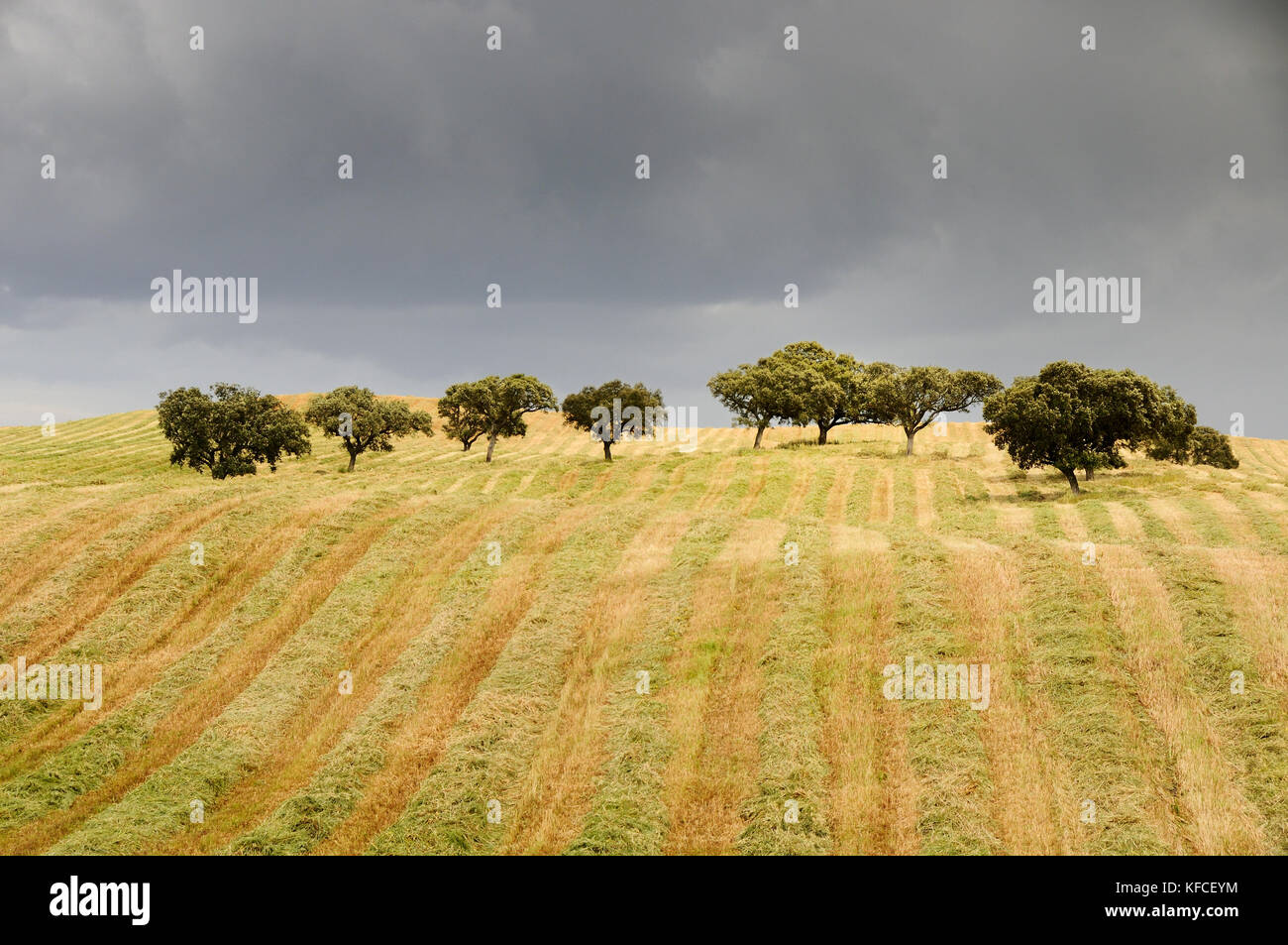 The vast plains of Alentejo with cork trees. Portugal is the world's ...