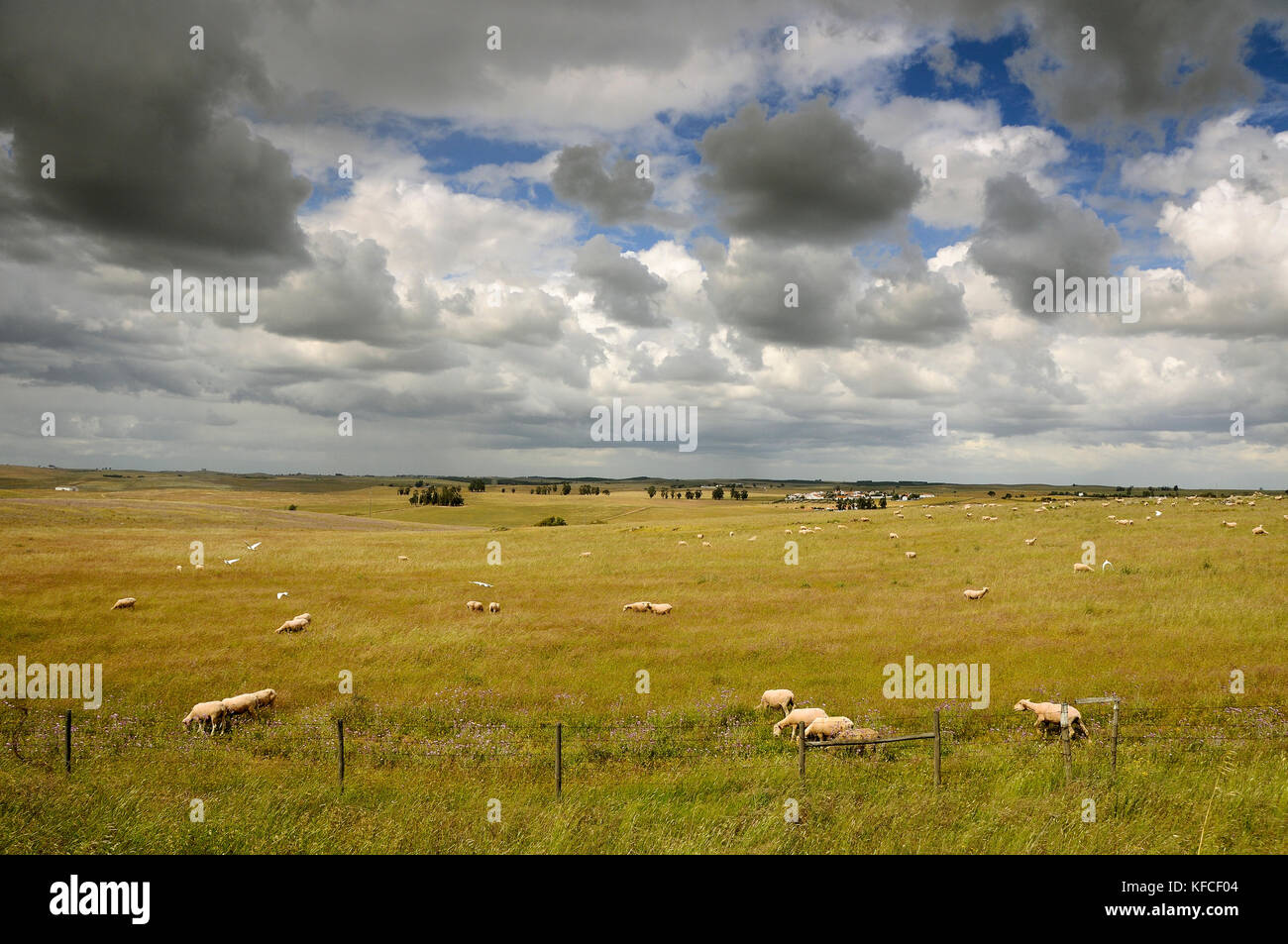 The vast plains of Alentejo. Portugal Stock Photo - Alamy