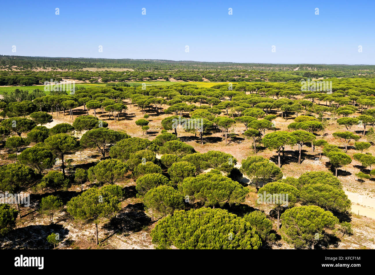 Umbrella pine portugal hi-res stock photography and images - Alamy