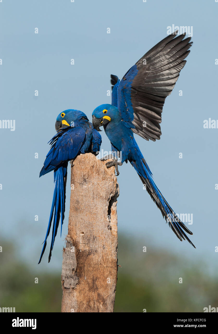 Purple Hyacinth Macaw