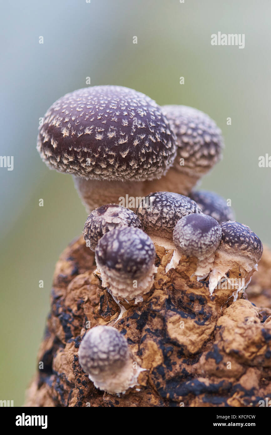 Shiitake mushroom growing on a log hi-res stock photography and images ...