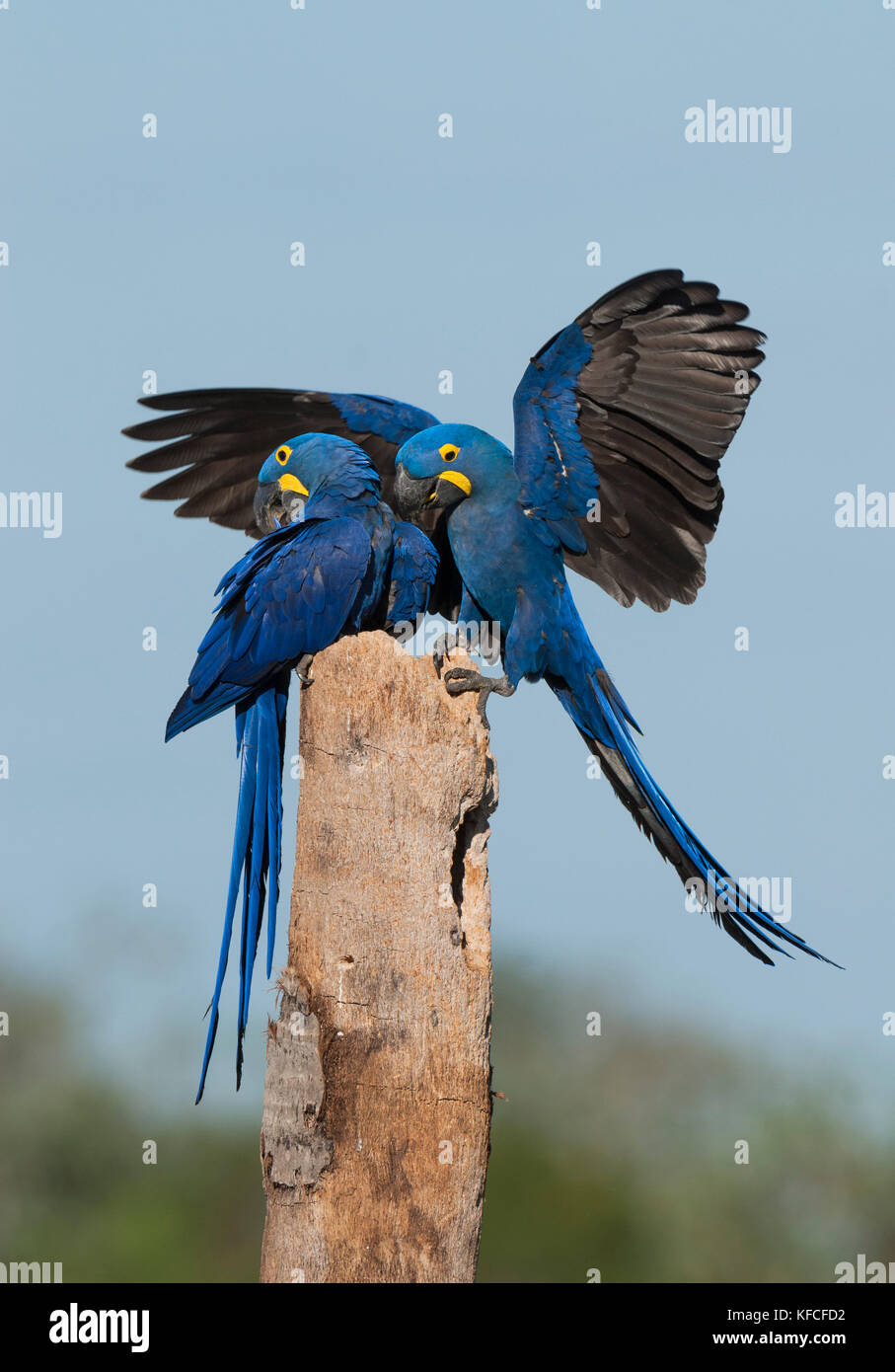 Hyacinth macaw tropical bird hi-res stock photography and images - Alamy