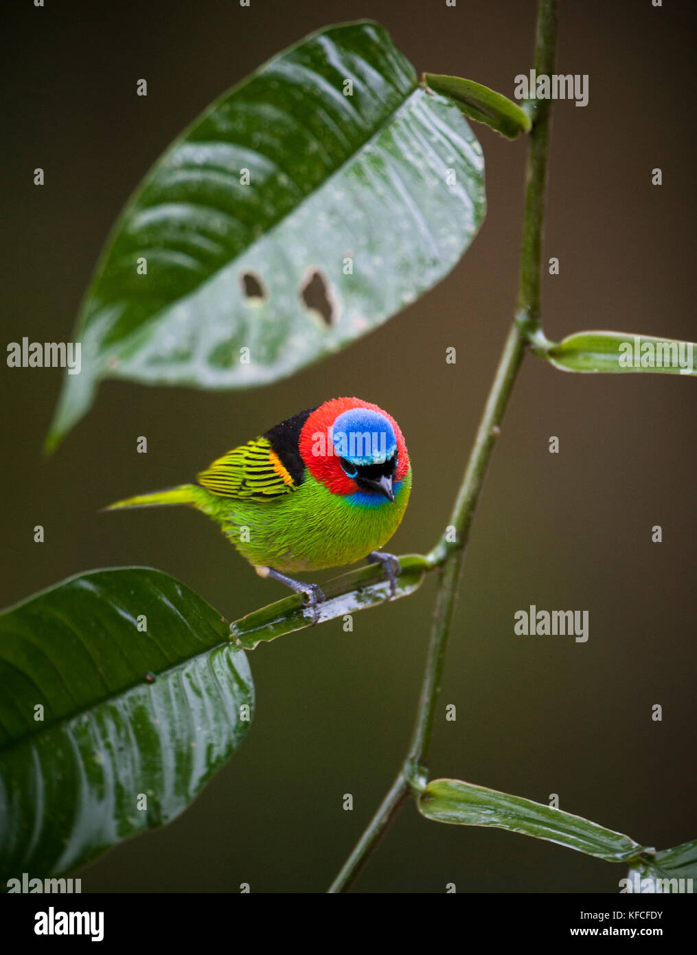 Red-necked tanager (Tangara cyanocephala) from the Atlantic Rainforest ...