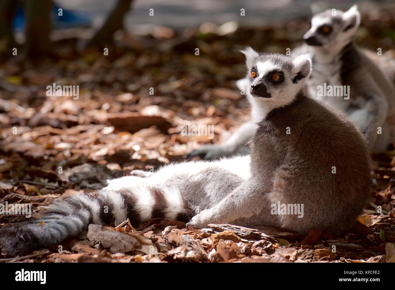 Ring-tailed Lemur resting in a forest. Animal photographed in captivity ...