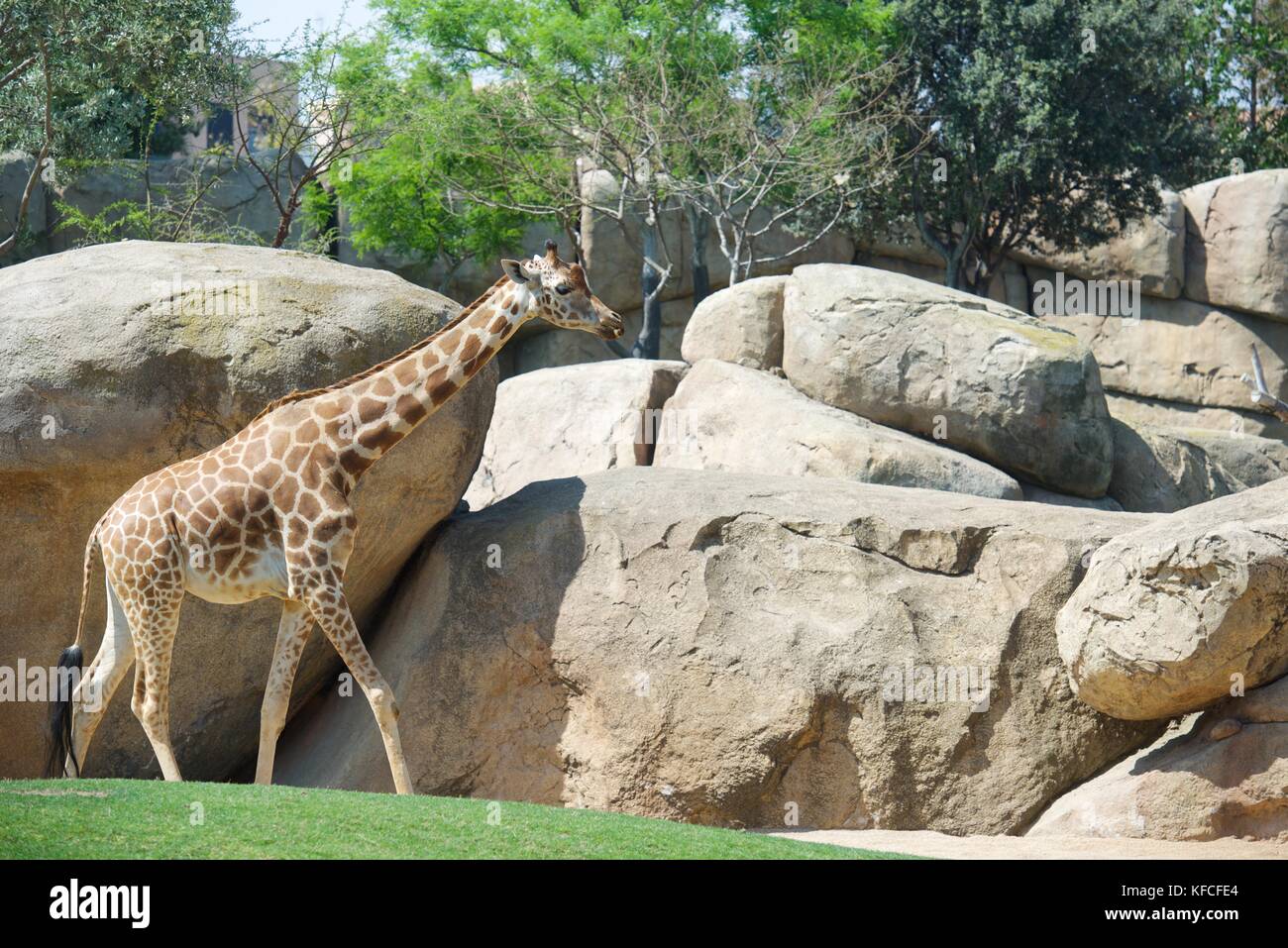Giraffe in a zoo. Animal photographed in captivity. Valencia, Spain ...