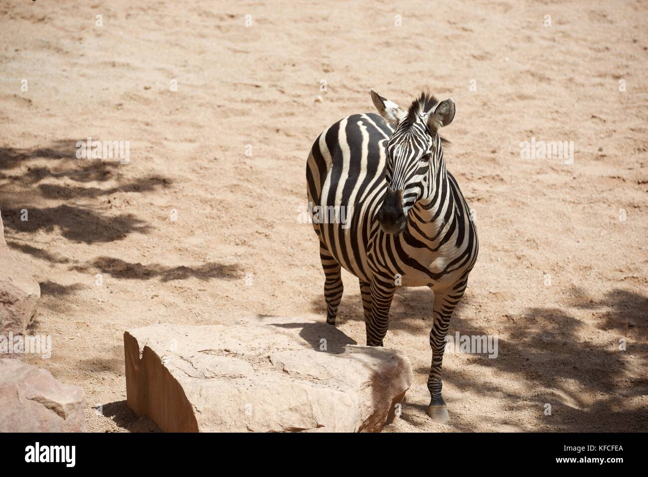 Zebra in a zoo. Animal photographed in captivity. Valencia, Spain Stock ...