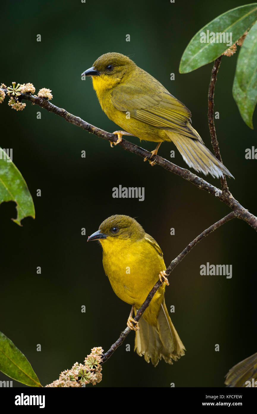 Olive-green Tanagers (Orthogonys chloricterus) from the Atlantic ...