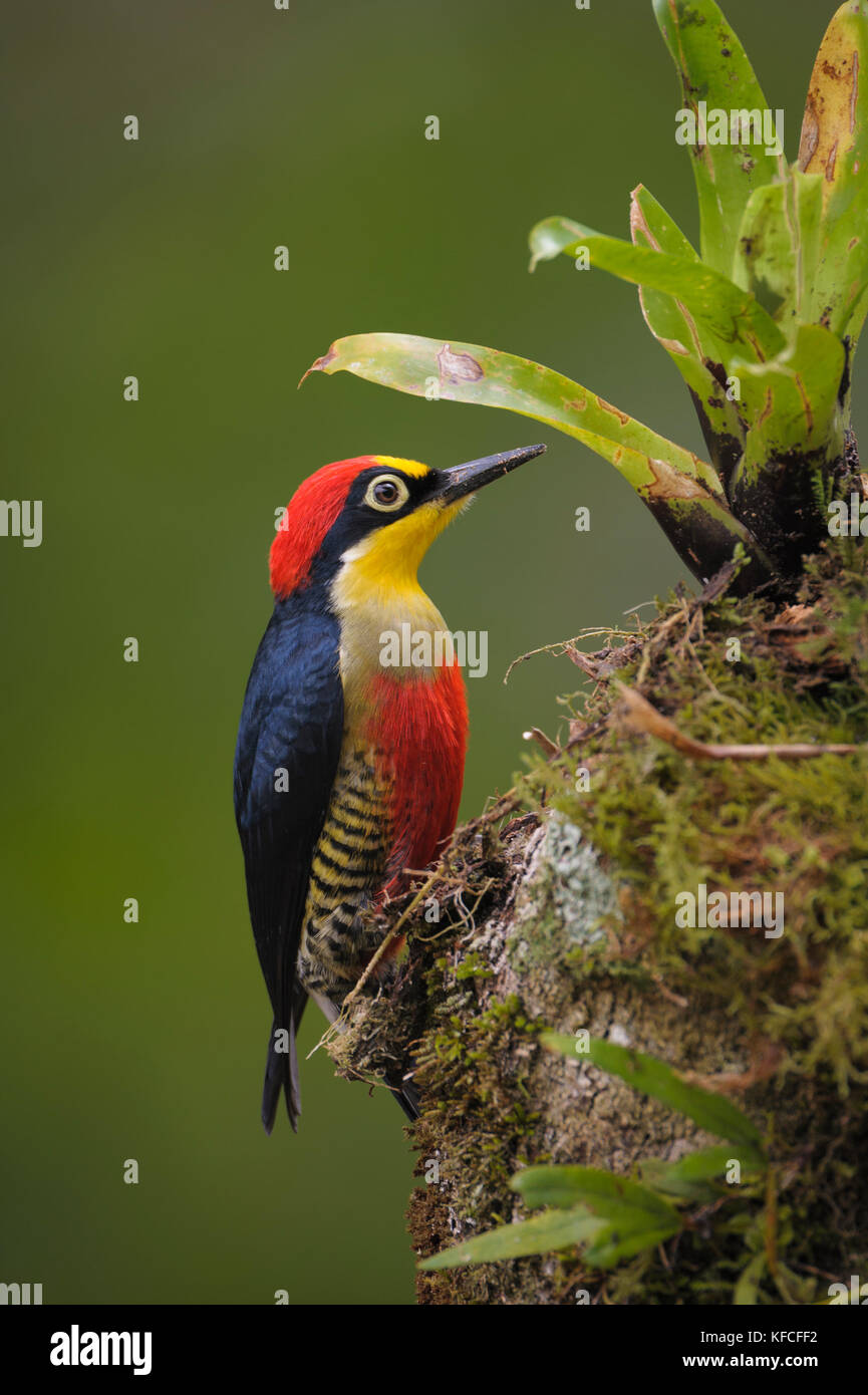 A colorful male Yellow-fronted Woodpecker (Melanerpes flavifrons) from ...