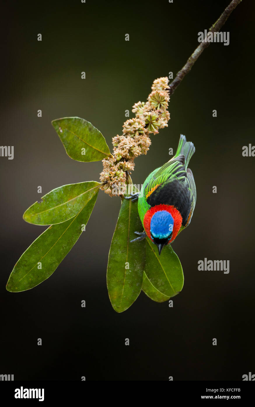 Red-necked tanager (Tangara cyanocephala) from the Atlantic Rainforest ...