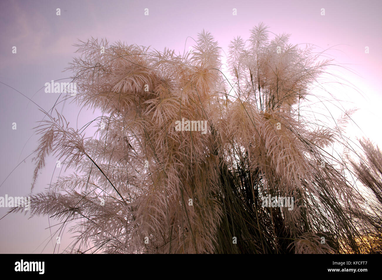 catkin flower white color bunch group beautiful landscape scenery ...