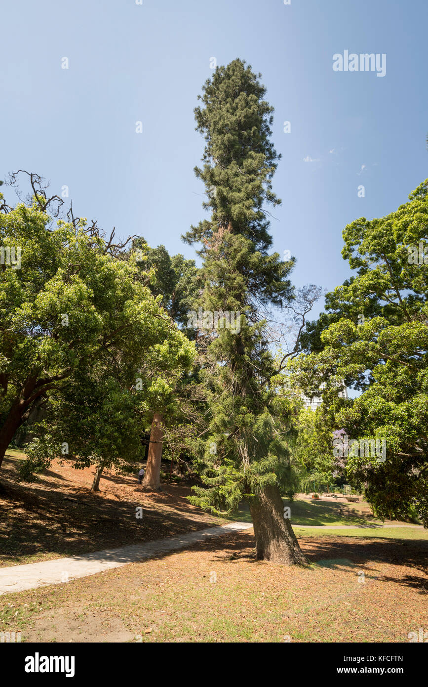 Cook Pine, Araucaria columnaris, in Watt Park, North Sydney, NSW ...