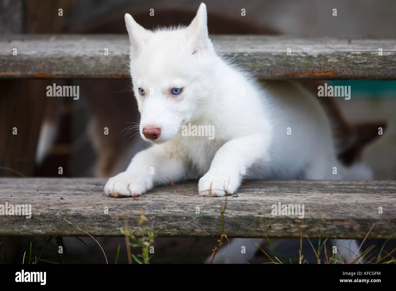 White husky puppy is crawling between the steps Stock Photo - Alamy