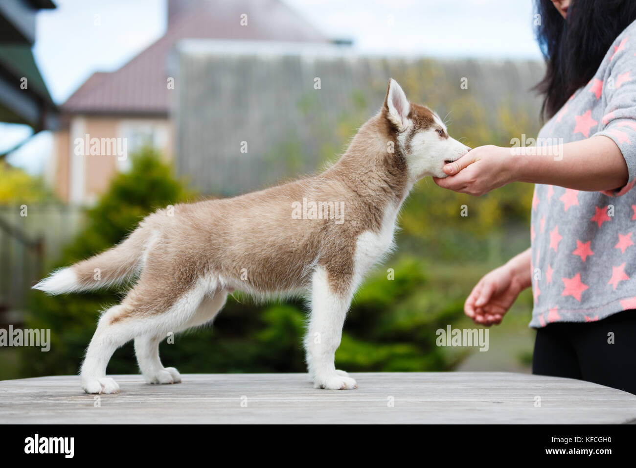 Dog breeder is training his pet on the table Stock Photo - Alamy