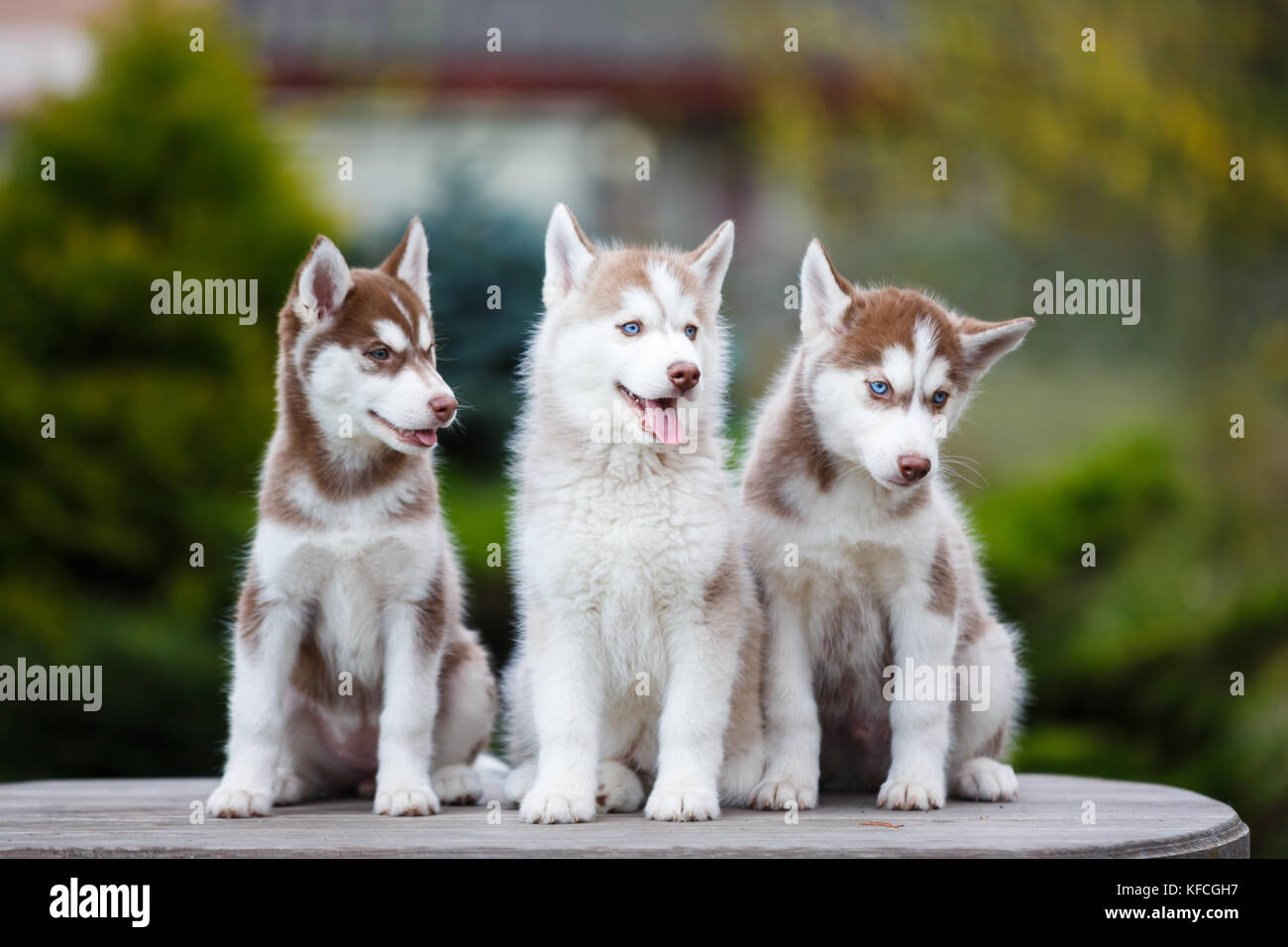 Group of husky puppies on a table Stock Photo - Alamy
