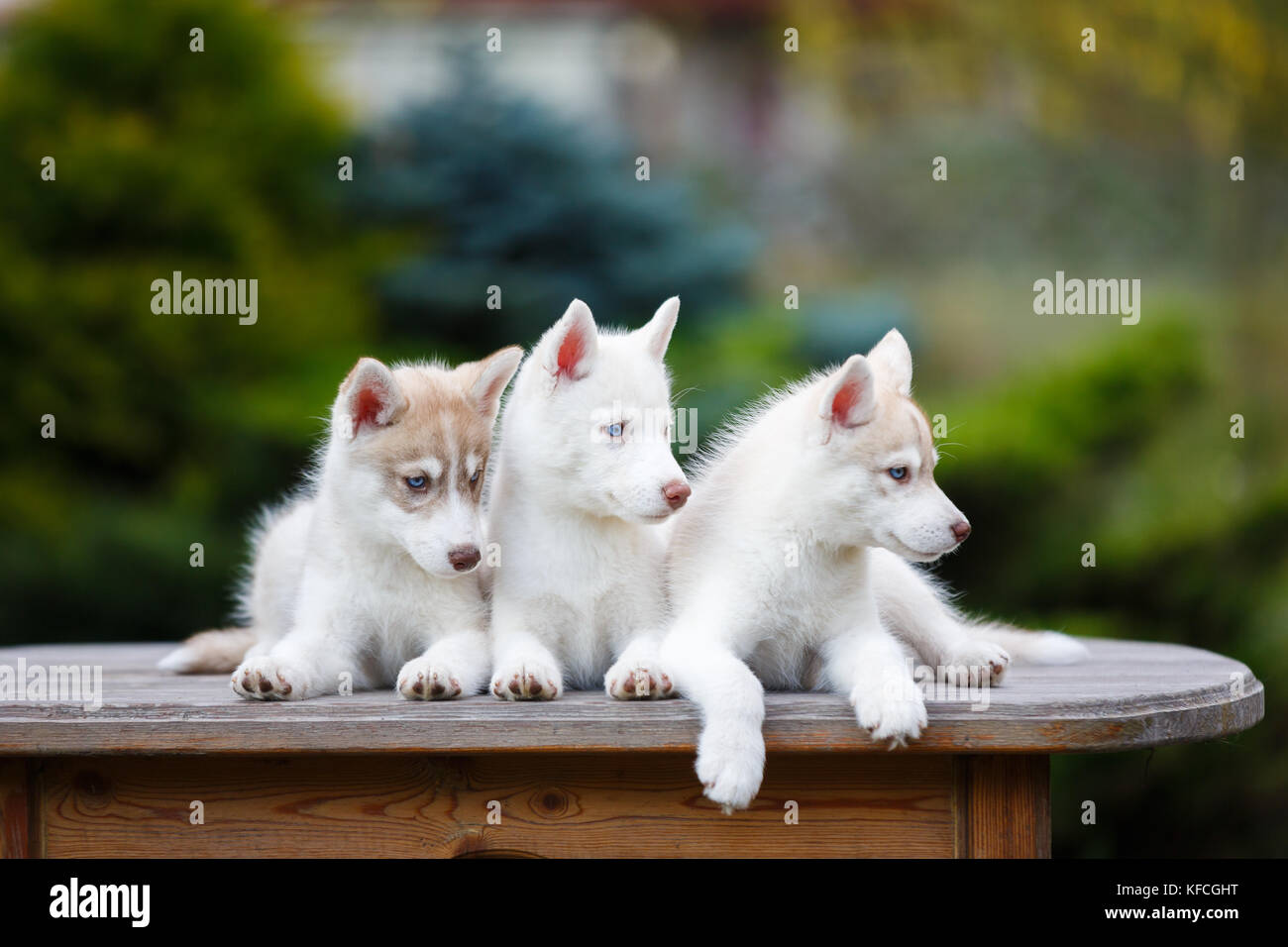 Group of puppies on white hi-res stock photography and images - Alamy