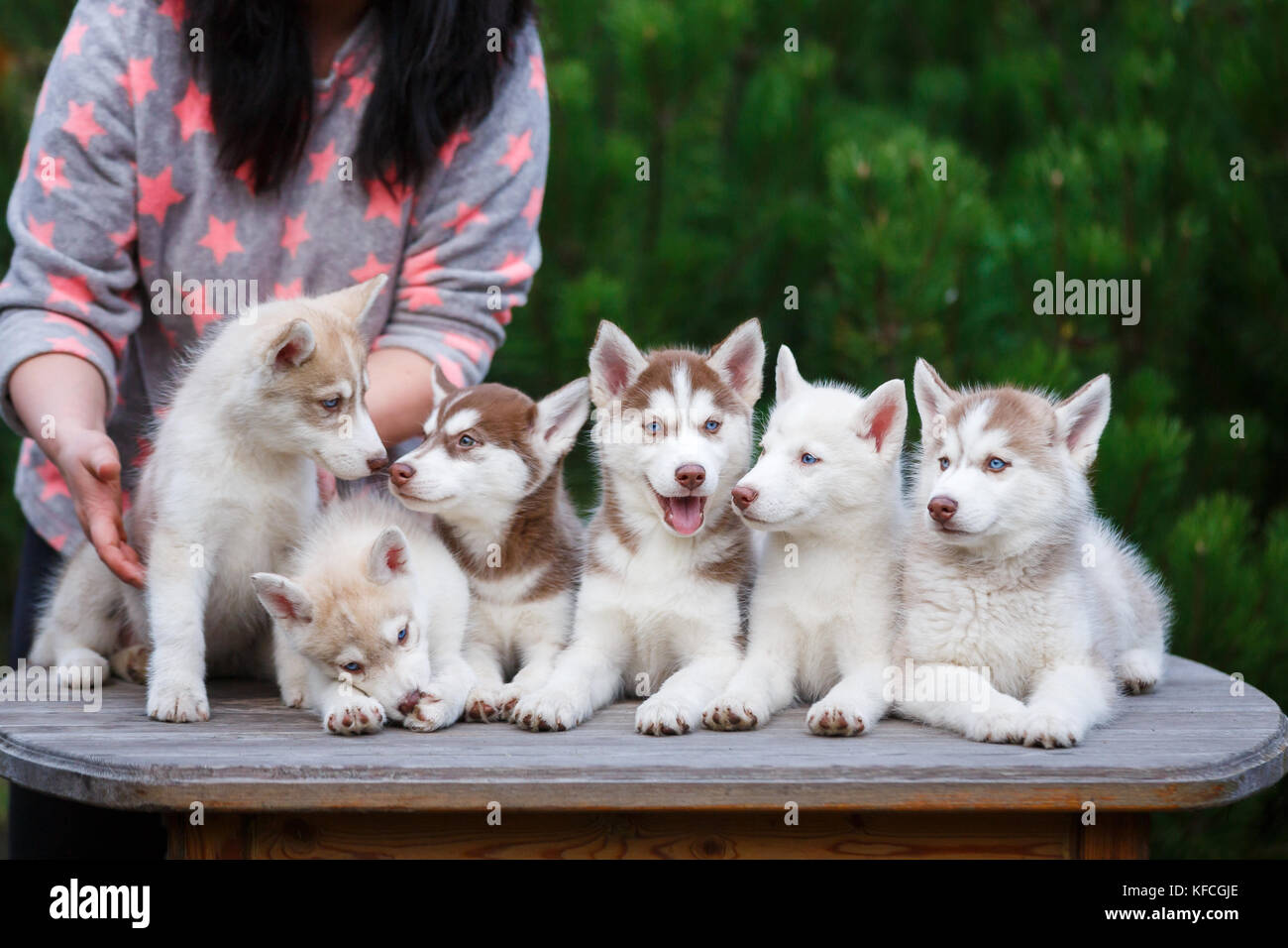 Breeder of dogs with his pets in a courtyard Stock Photo - Alamy