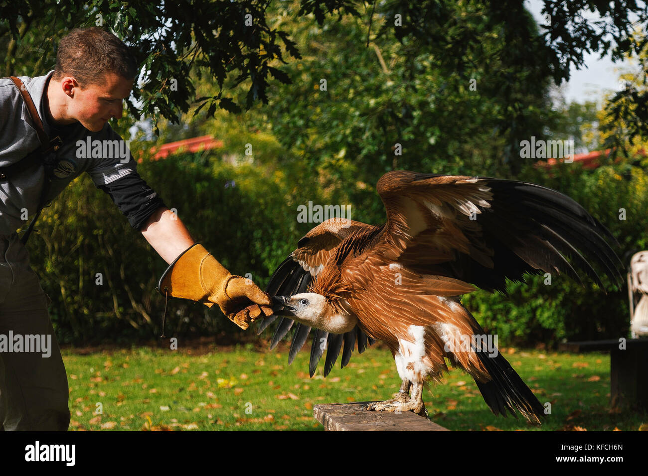 Young Vulture Training with Handler Stock Photo - Alamy