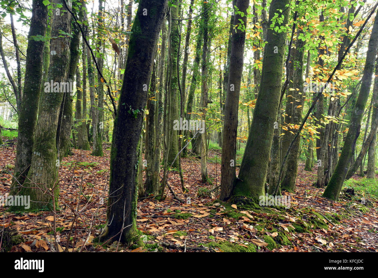 A dense forest or woodland of trees close together and straight in ...
