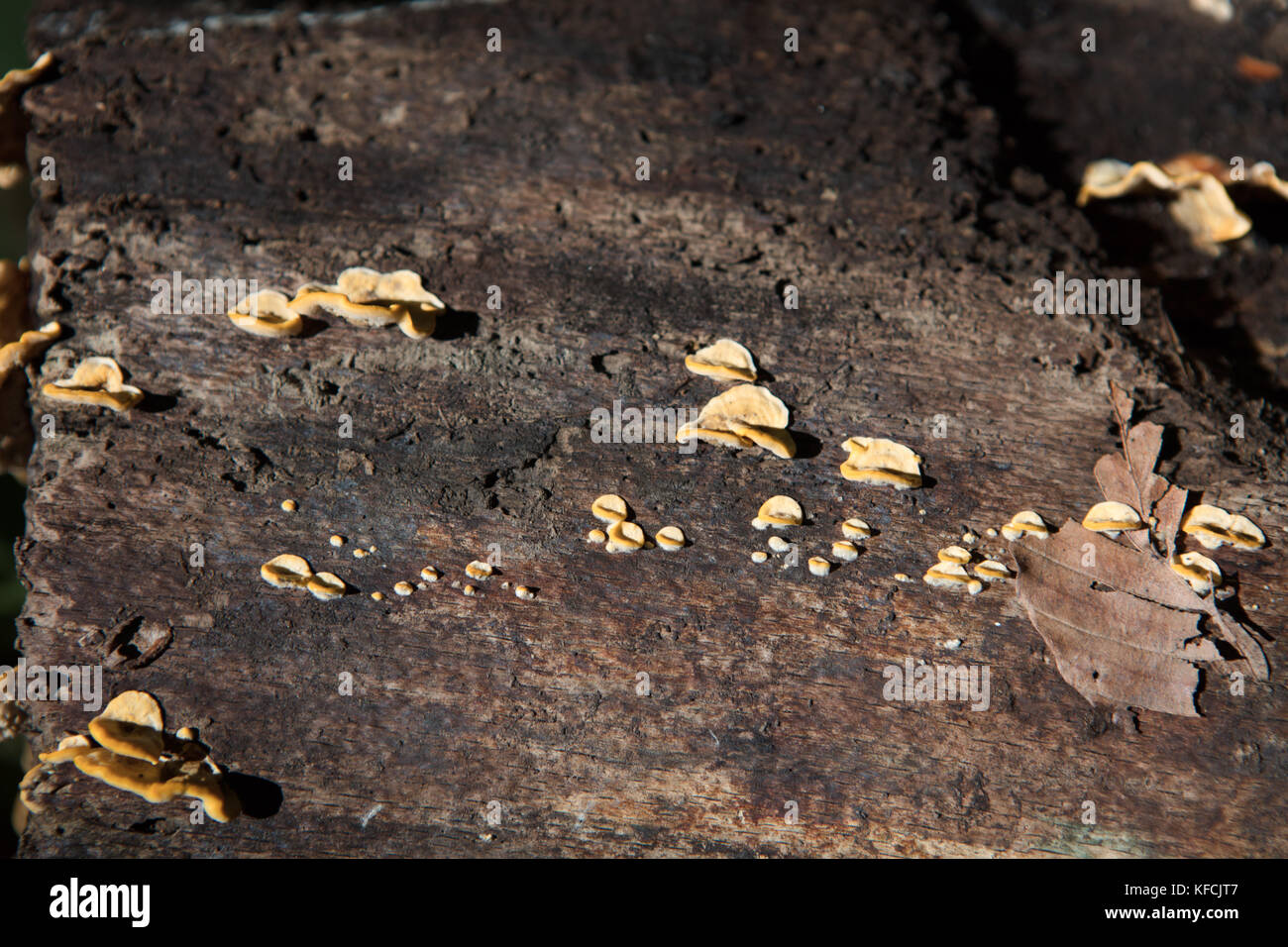Specimens of turkey tail (Polyporus versicolor, Trametes versicolor or ...