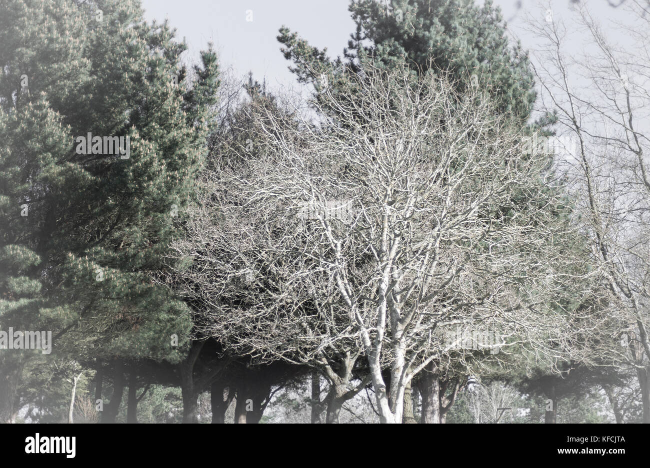 Muted colours trees, nature - photo Stock Photo - Alamy