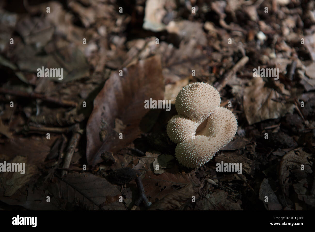 Two specimens of common puffball or warted puffball (Lycoperdon ...
