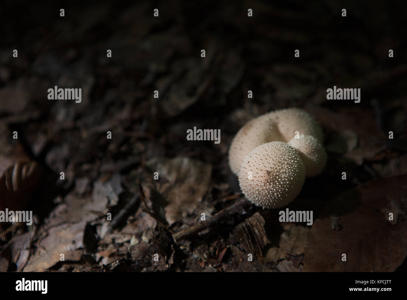 Two specimens of common puffball or warted puffball (Lycoperdon ...