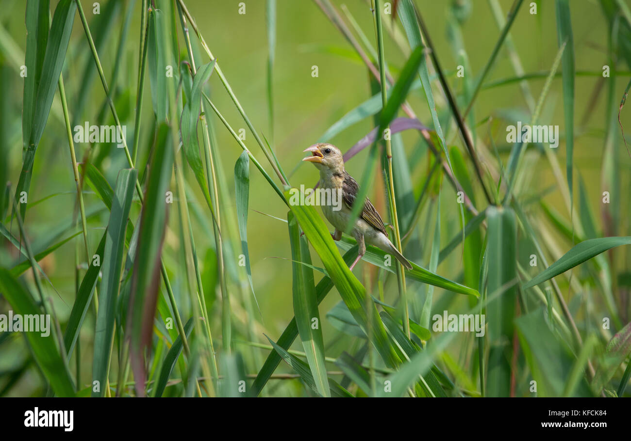 A female baya weaver bird with open beaks Stock Photo - Alamy