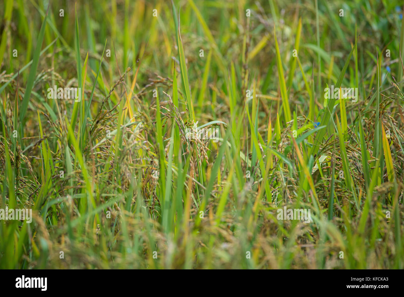 Kerala rice field hi-res stock photography and images - Alamy