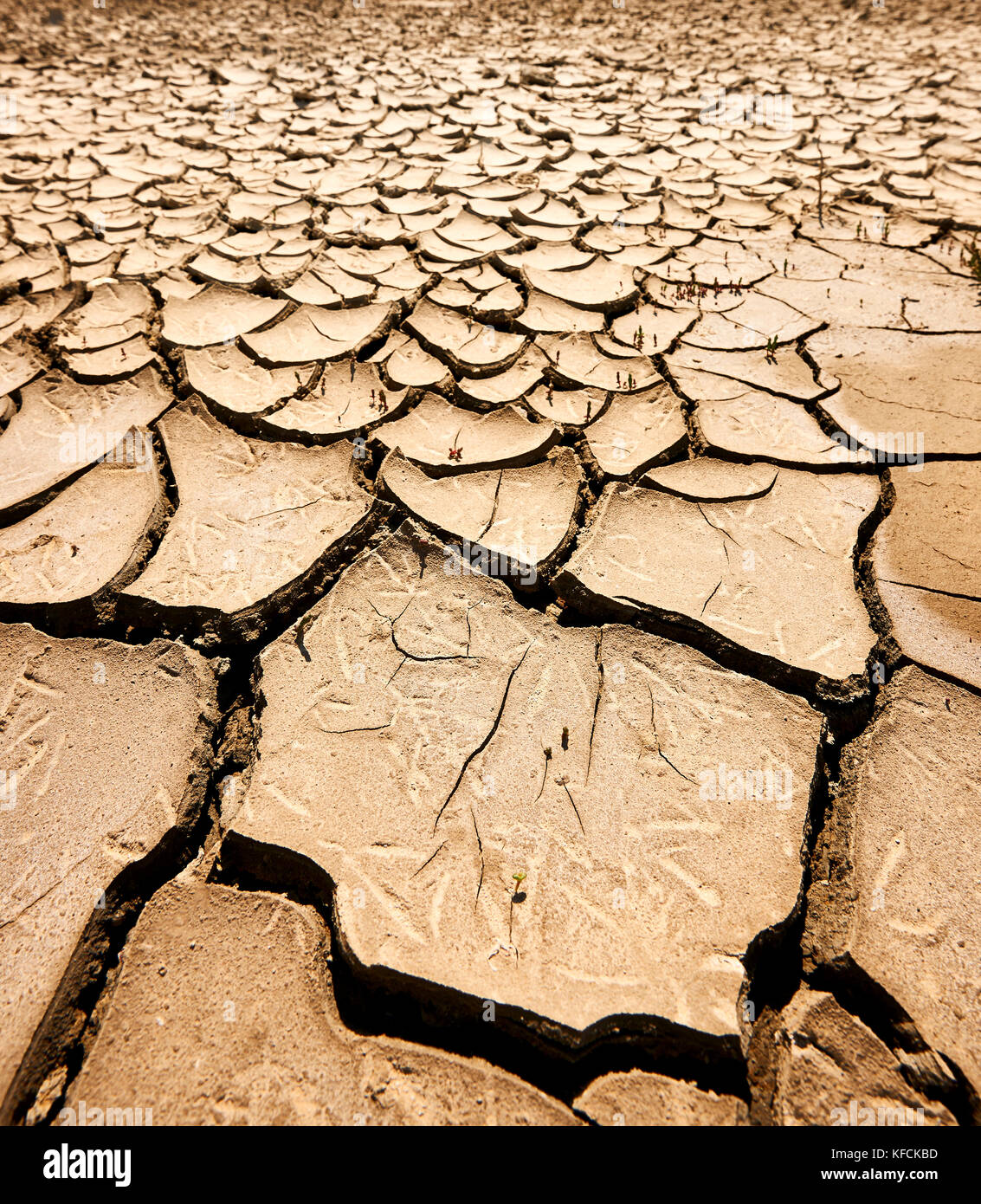 Earth and sand desert with birds footprints Stock Photo - Alamy