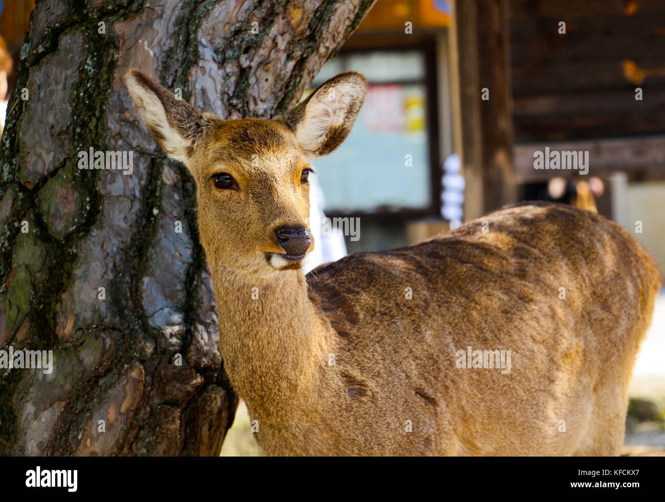 Deer at Miyajima Island Japan. Also known as deer island Stock Photo ...
