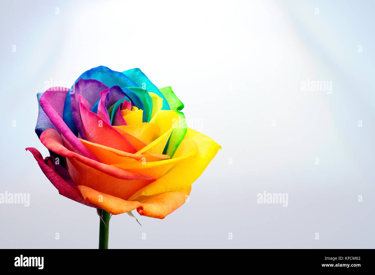 Rainbow rose flower and multi colored petals Stock Photo - Alamy