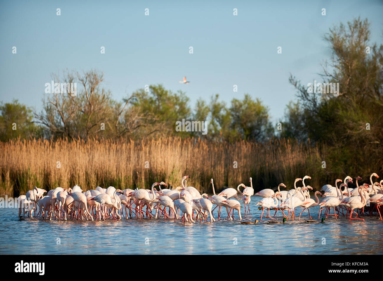 Group of european greater flamingos walking in shallow water of a swamp ...