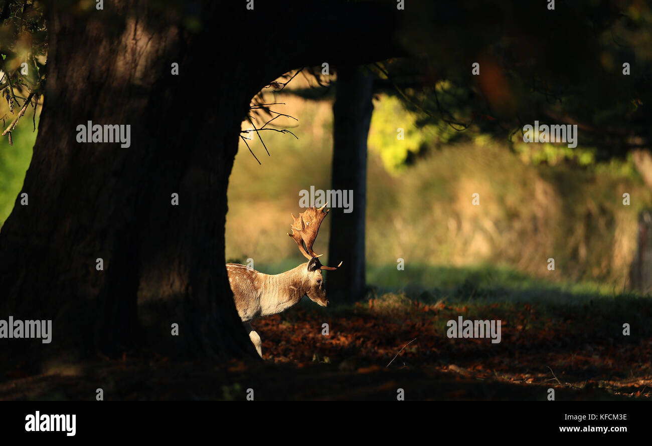 Deer behind tree hi-res stock photography and images - Alamy