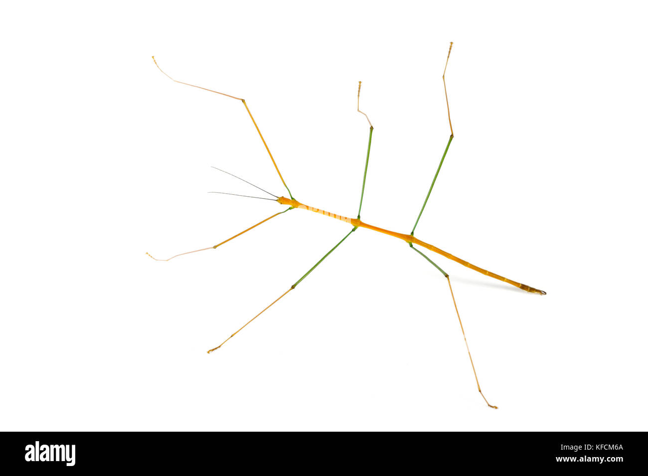 Stick Insect (walking sticks / stick bugs) from Thailand/southeast Asia ...