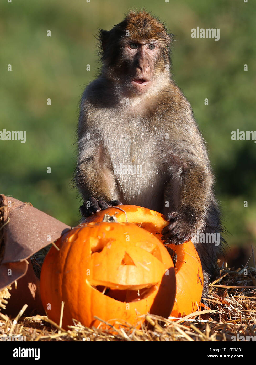 Halloween festivities hi-res stock photography and images - Alamy