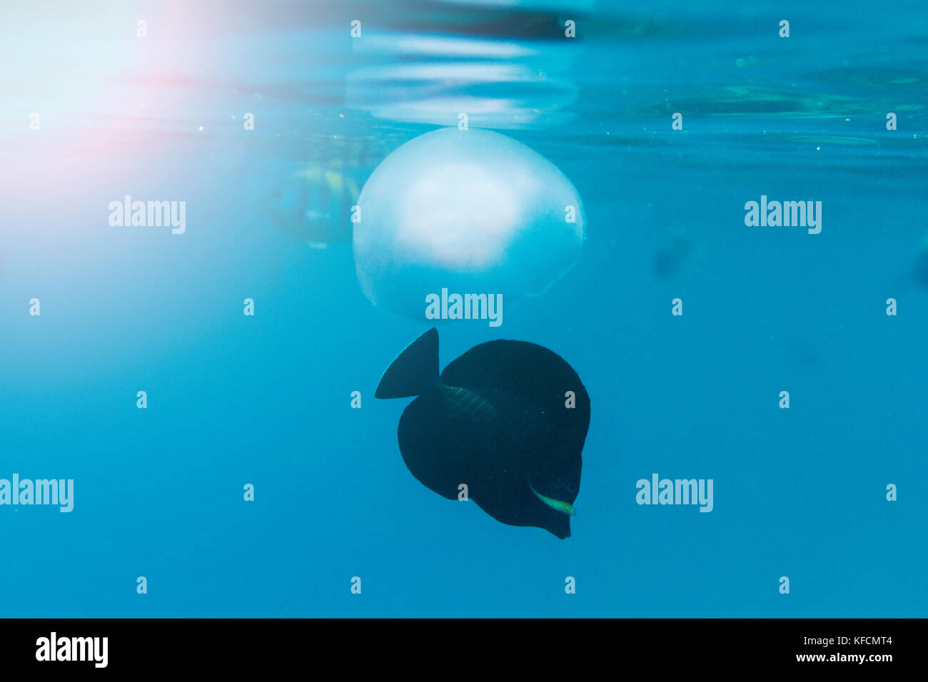 jellyfish and black fish float to the surface Stock Photo - Alamy