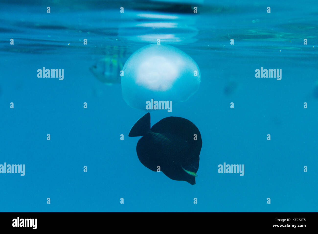 black fish and jellyfish float to the surface Stock Photo - Alamy