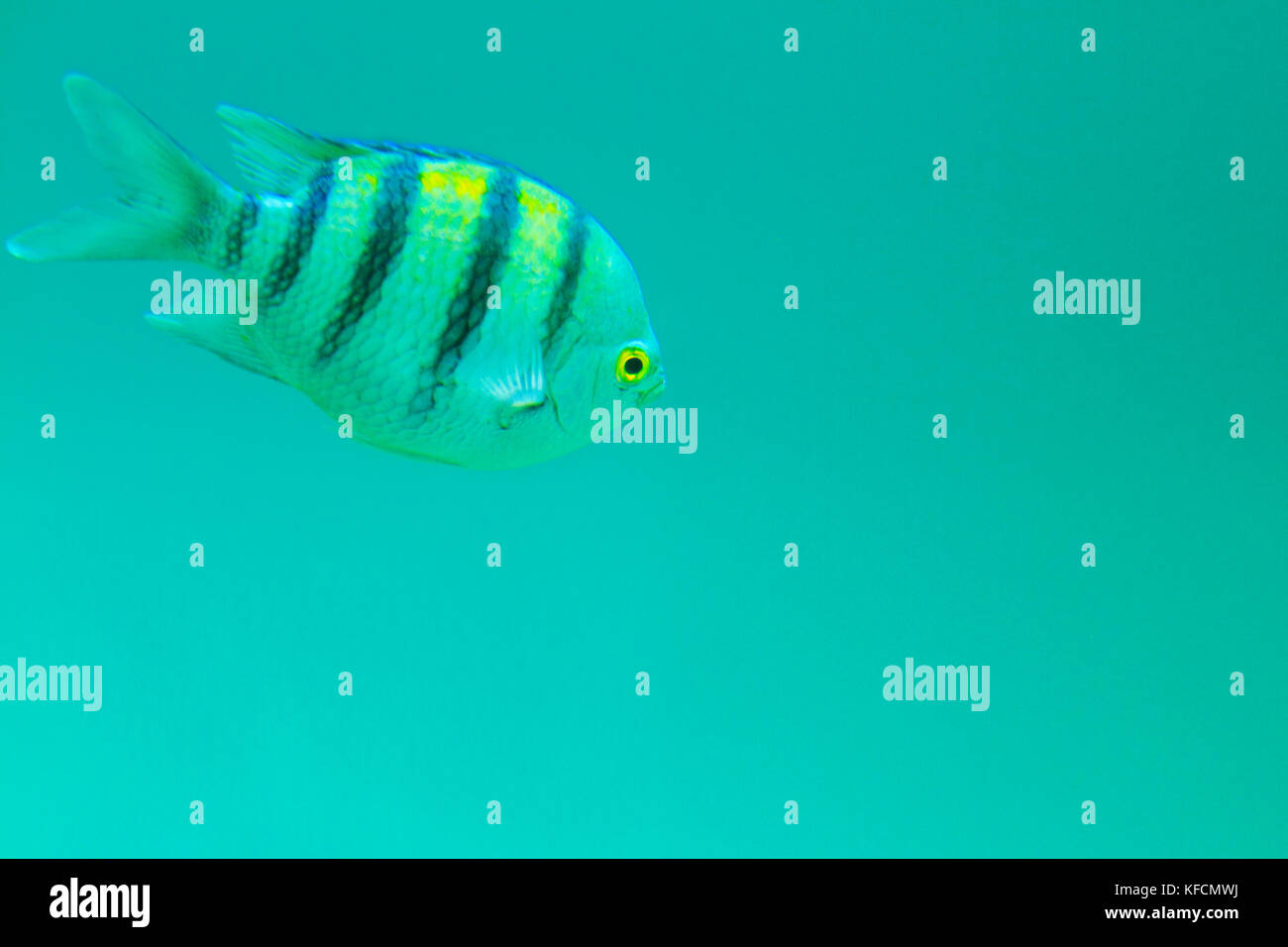 Striped fish hi-res stock photography and images - Alamy