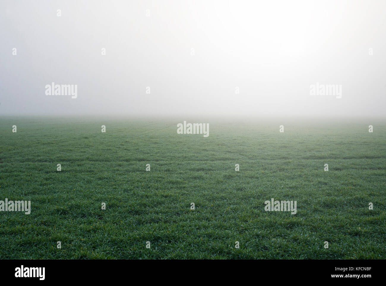 Fog and dew in the field early morning in fall Stock Photo - Alamy