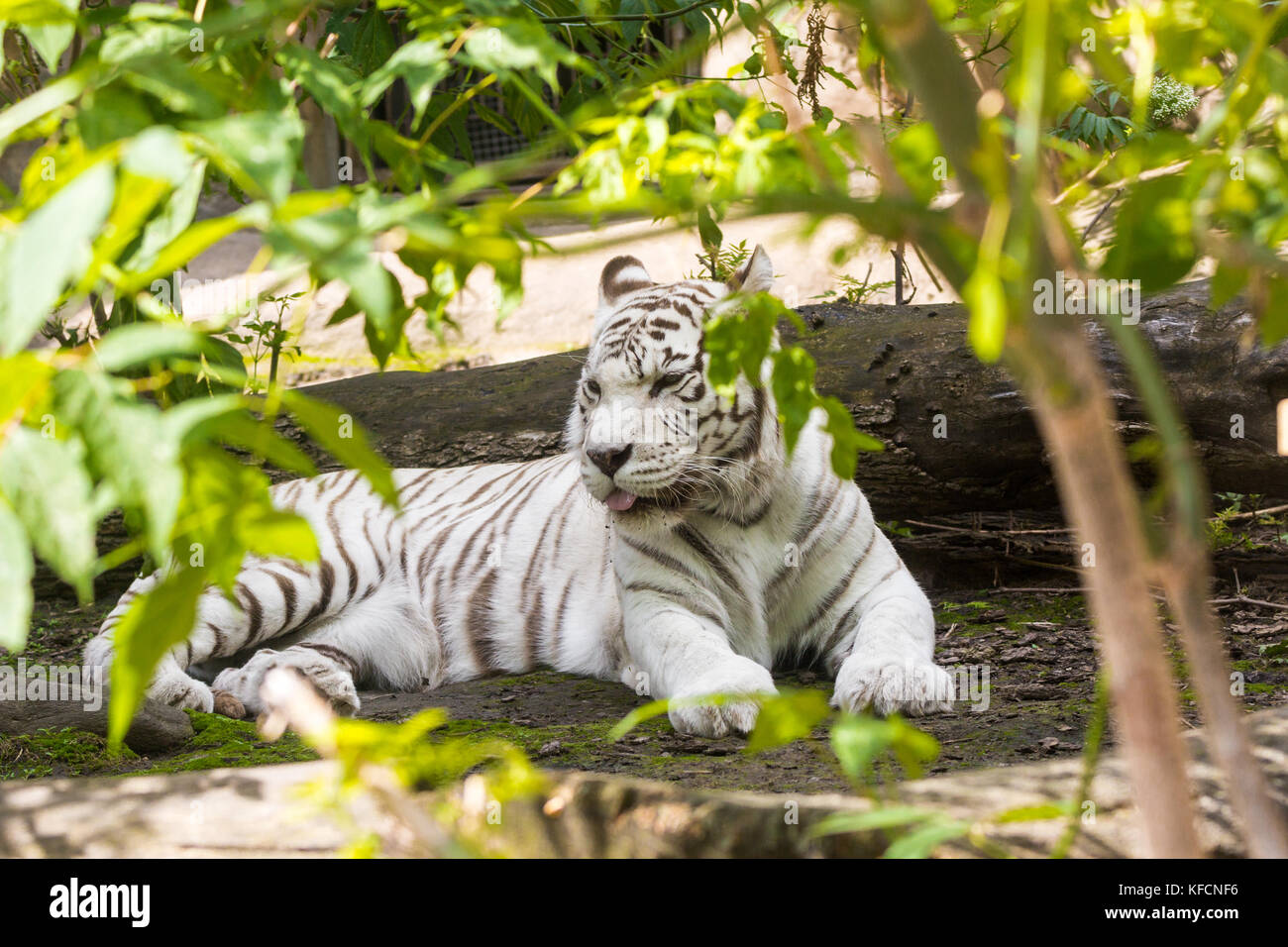 Rare white tiger , shootin from far , summer 2017 Stock Photo - Alamy