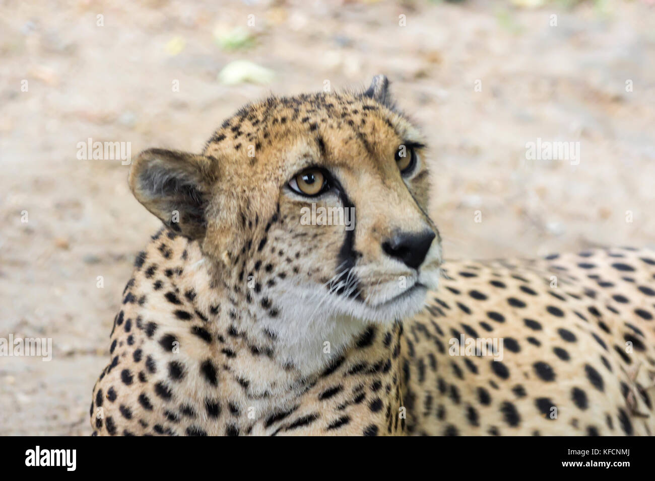 a large portrait of a cheetah, shot from a long distance, summer 2017 ...