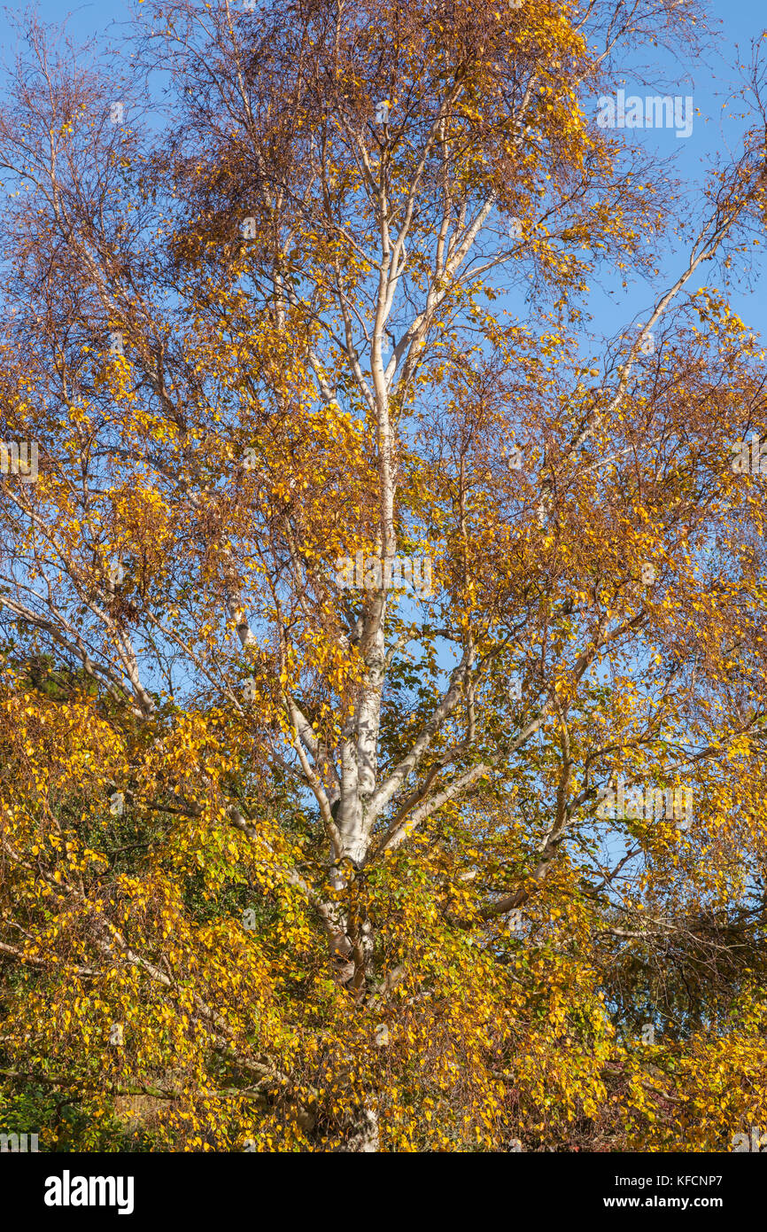 Birch tree in autumn colour hi-res stock photography and images - Alamy