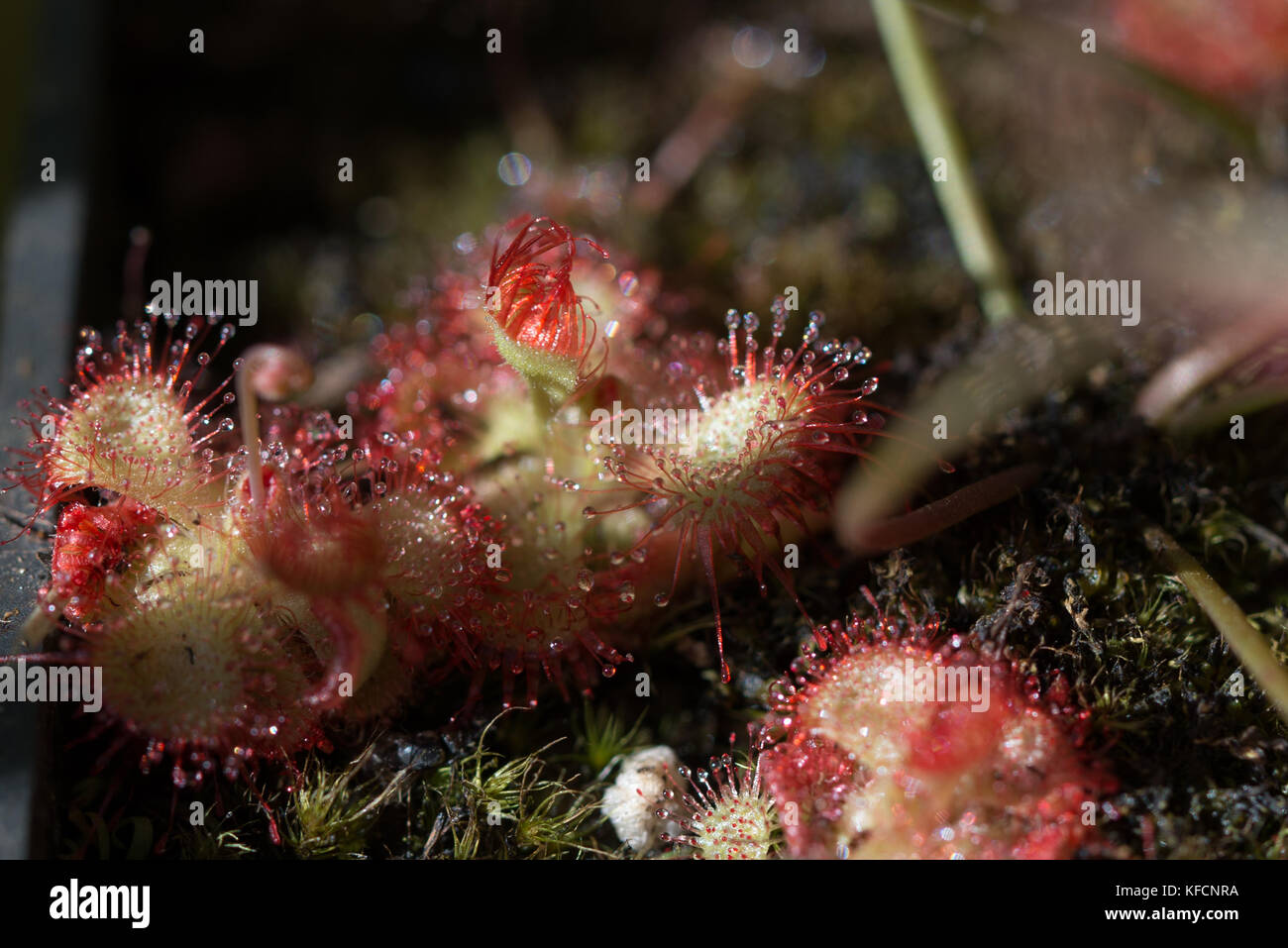 Unusual tropical plants hi-res stock photography and images - Alamy