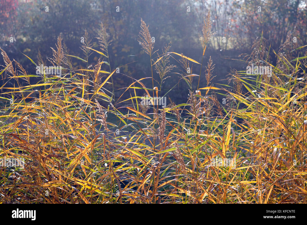flowering reed in autumn Stock Photo - Alamy