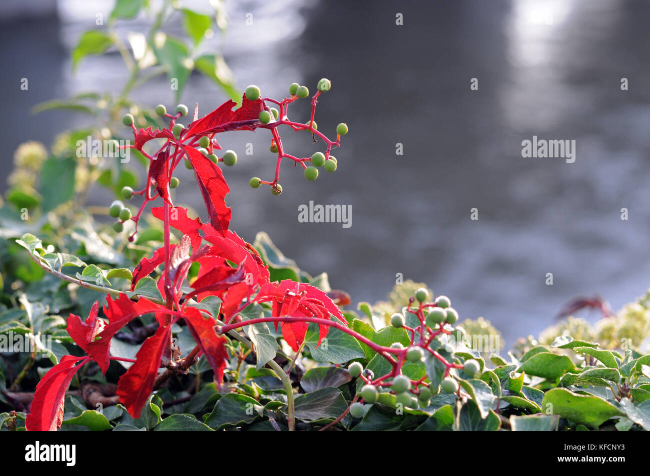 red vine leaves Stock Photo - Alamy