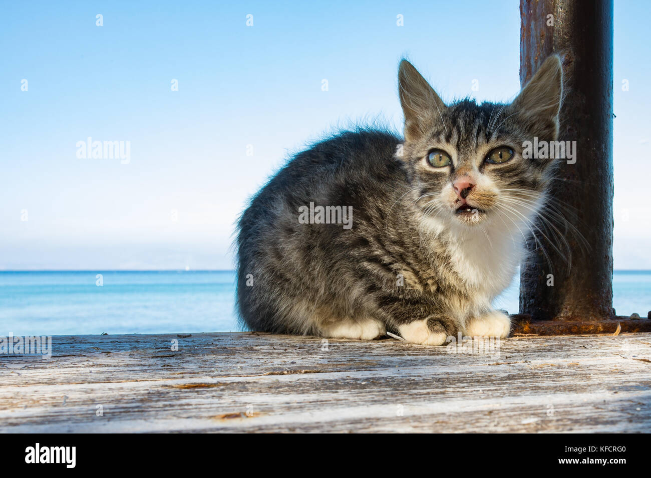 Kitten on the edge of a sea jetty, the Ionian Sea in the background ...