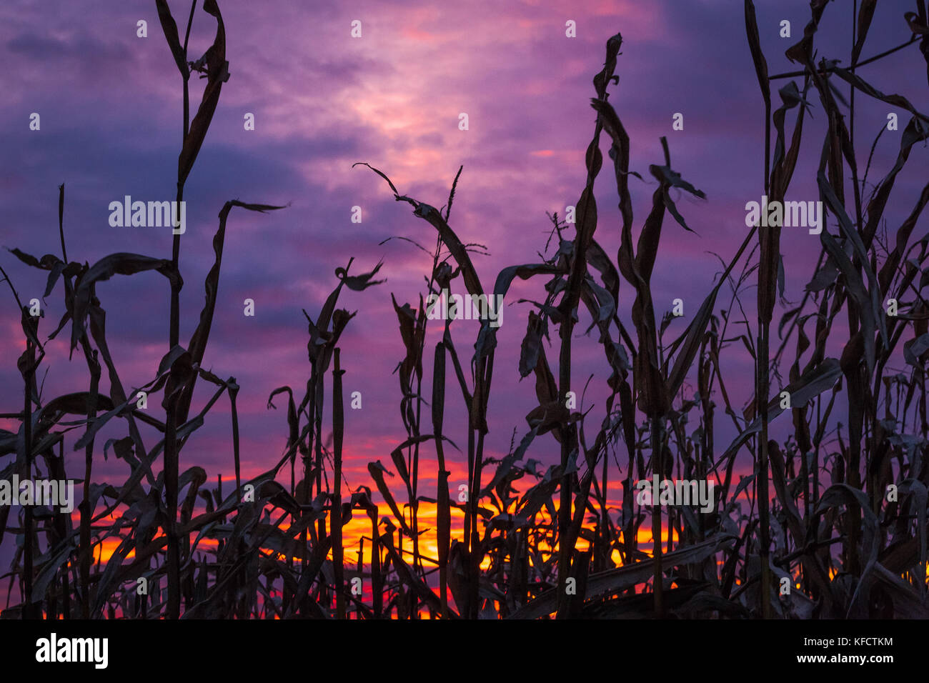 A close-up of dry corn stalks and leaves silhouetted against a colorful ...