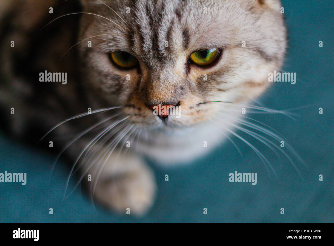 Silver British Shorthair Cat Stock Photo - Alamy