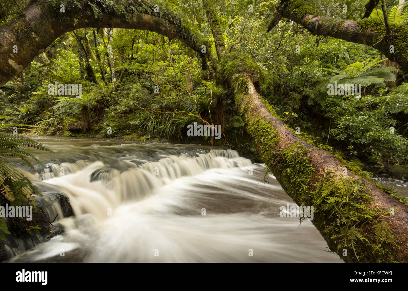 Overhanging branches hi-res stock photography and images - Alamy